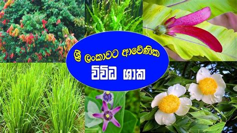 Endemic Inherent Plants Trees In Sri Lanka ශ්‍රී ලංකාවට ආවේණික ශාක වර්ග ඒක දේශික ශාක Youtube