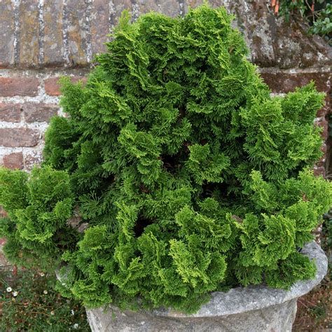 Dwarf Hinoki Cypress Compact Evergreen For Small Gardens And Pots