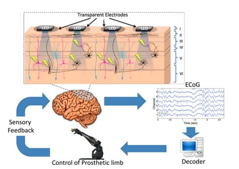 Optical Stimulation In Bidirectional Bci Sapien Labs Shaping The Future Of Mind Health