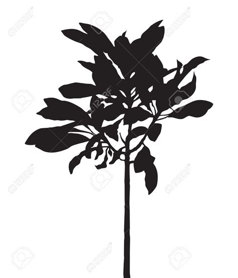 Tree Shadow Drawing At Getdrawings Free Download Tree Shadow Drawing At Getdrawings Free Download