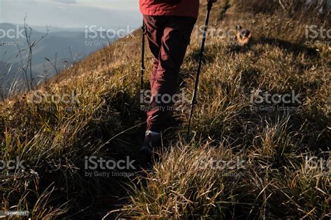 국립 공원의 트레킹 루트 부츠와 하이킹 스틱에 발의 뒷모습 캐릭터는 초점이 없습니다 여성 여행자는 키가 큰 노란 마른 잔디 사이 산 꼭대기의 좁은 길을 따라 걷고 있습니다