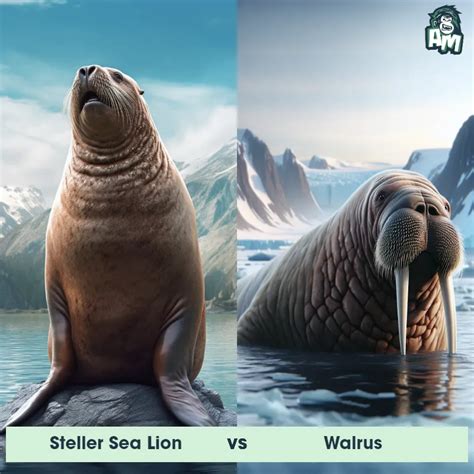 Walrus Predator Prey Interactions Fights And Aggressive Behaviors