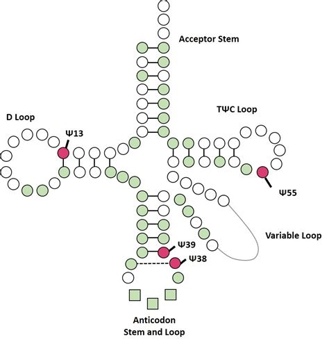 Pseudouridine Modifications In Trna Pseudouridine Boc Sciences