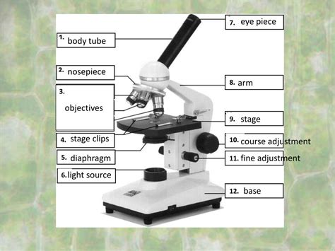 Ppt Stomata Lab Powerpoint Presentation Free Download Id 9640323