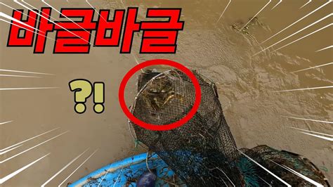 흙물은 사기입니다 통발 하나에 바글바글 미친 듯이 들어가있네요ㄷㄷ Youtube