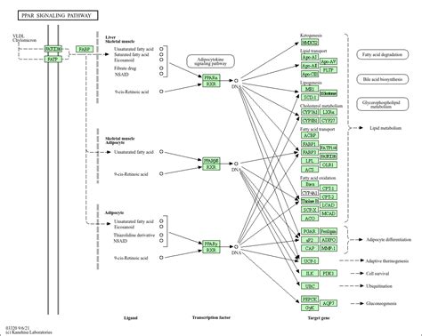 Ppar Signaling Pathway Endocrine System Immunoway 中文官网