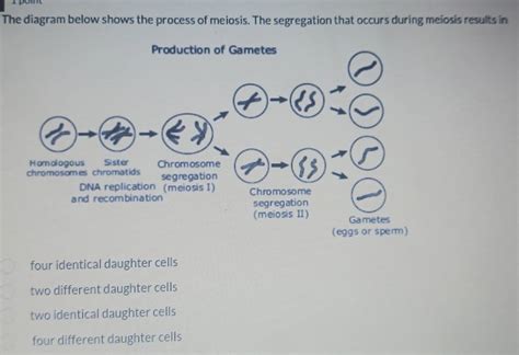 Solved R Pomt The Diagram Below Shows The Process Of Meiosis The