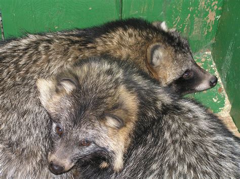 Тварини живого куточка