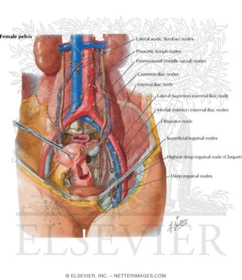 Lymph Vessels And Nodes Of Pelvis And Genitalia Female Lymphatic Drainage II Internal Genitalia