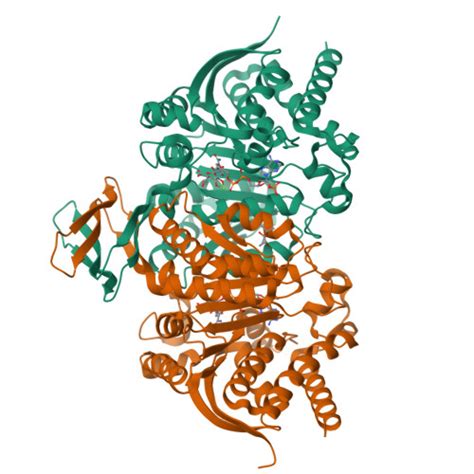 Rcsb Pdb 8w49 Mouse Isocitrate Dehydrogenase With Isocitrate And Magnesium