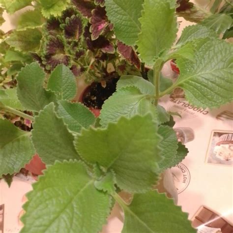 Укорененные черенки мяты гибискуса и колеусов разн купить в Тюмени