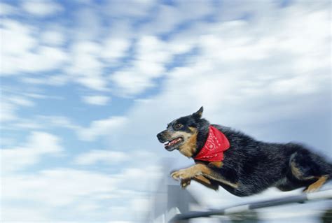 Which Dog Has The Most Energy