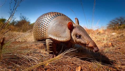 Award Winning Nature Capture Of An Armadillo Exploring Its Natural