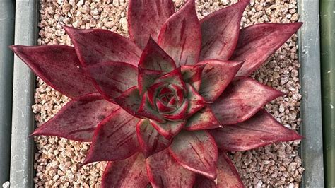 참사랑다육 다육식물힐링킹스톤채홍 Youtube