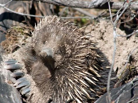 Short Beaked Echidna Fact Sheet