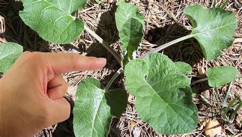 Як вивести з городу лопух раз і назавжди Два дієві способи