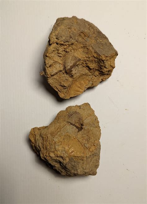 A Pectinidae Bivalve And Partial Ammonite Member Collections The