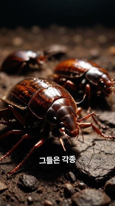 바퀴벌레의 진화 비밀 Youtube