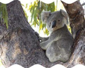 Python中的魔杖波 函数 码农参考