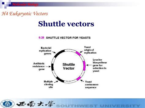 Ppt Section H Cloning Vectors Powerpoint Presentation Free Download