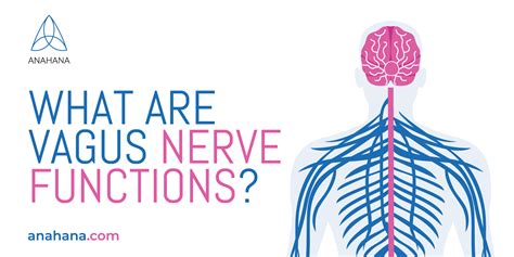What Is The Vagus Nerve Responsible For Connected To In The Body
