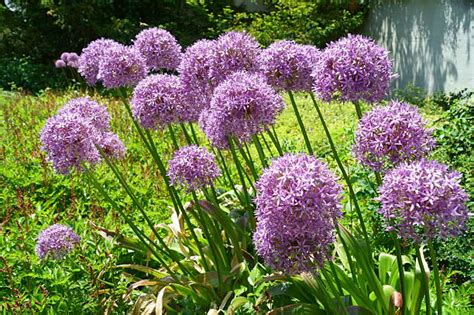 Alium Stock Photos, Pictures & Royalty-Free Images - iStock