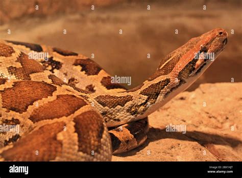 Close Up Photo Of Burmese Python Python Molurus Bivittatus Stock