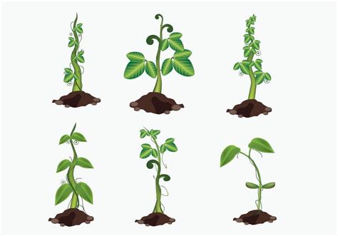 Bean Plant Vector Art Icons And Graphics For Free Download