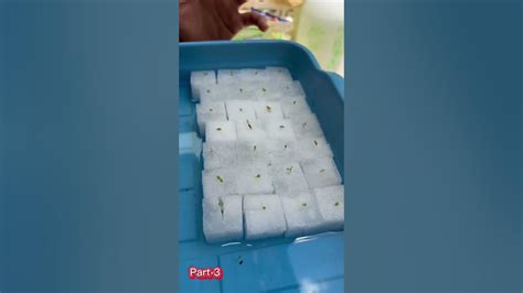 មេរៀនទី3 ការផ្សាំកូនបន្លែ Andយល់ដឹងពីកម្តៅថ្ងៃ Youtube