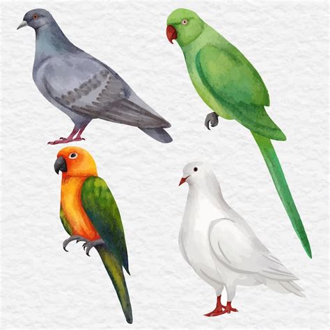 Premium Vector Watercolor Bird Element Collection Set