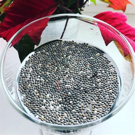 Вода из семян чиа чтобы похудеть