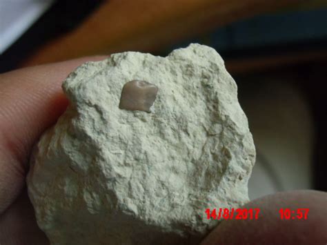 2 Fish Scale Fossil ID The Fossil Forum