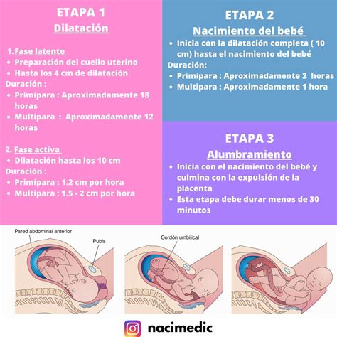 Etapas Del Parto Fases Del Parto Trabajo De Parto Images