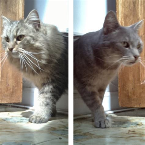 Catmon Cats Dataset Kaggle