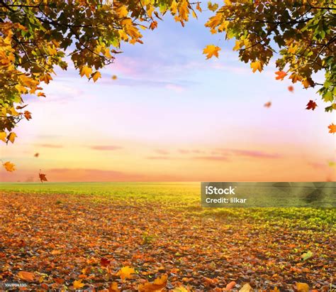 아름 다운가 풍경 나무와 태양입니다 공원에서 화려한 단풍입니다 떨어지는 나뭇잎 자연 배경 가리기에 대한 스톡 사진 및 기타 이미지 Istock