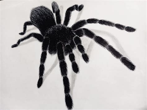 D Tarantula Spider Drawing Spider Drawing Spider Art Halloween Drawings