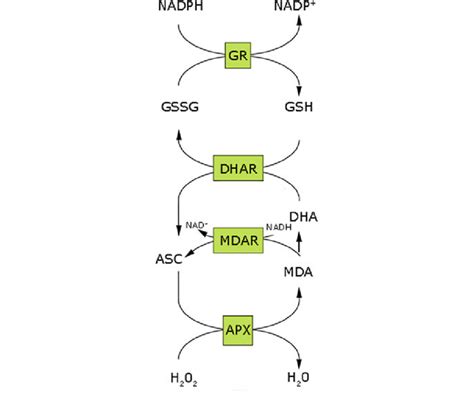 10 Gutathione Ascorbate Cycle Download Scientific Diagram