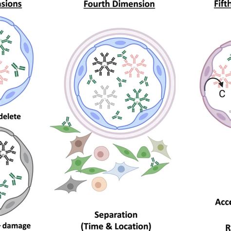 The Five Dimensions Of B Cell Tolerance B Cell Tolerance Is