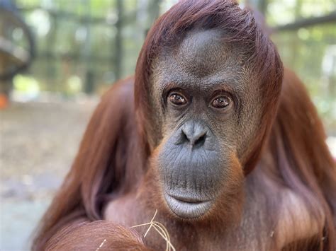 Going Ape Center For Great Apes