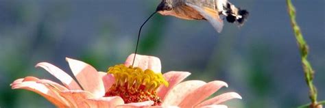 Air Pollutions Destructive Impact On Moth Pollination Ehn