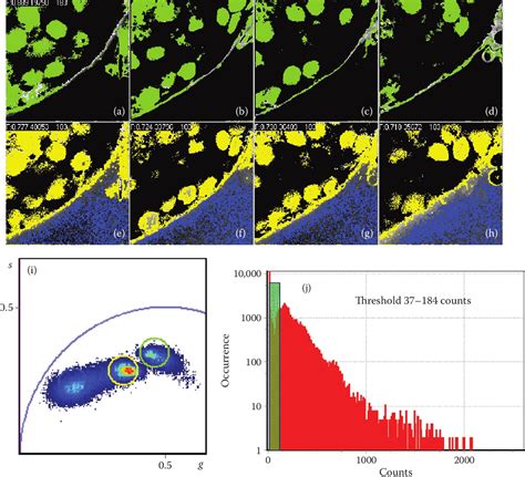Figure 10 10 From The Phasor Approach To Fluorescence Lifetime Imaging Exploiting Phasor Linear