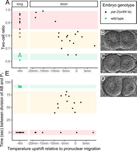 Penetrance And Expressivity Of A Par 2 Temperature Sensitive Mutation Download Scientific