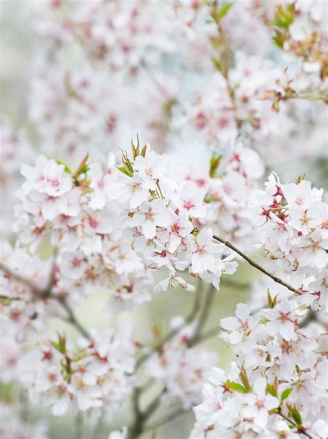 27 Flowering Trees For Year Round Color HGTV