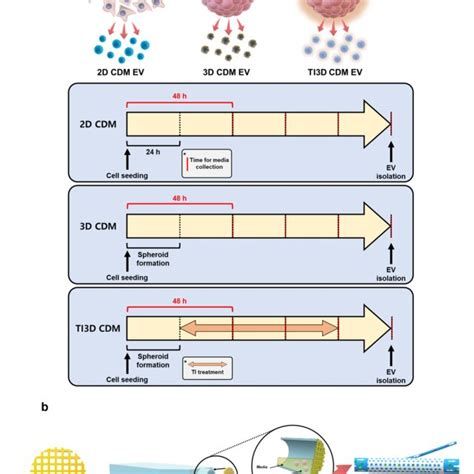 The Schematic Representation For Human Umbilical Cord Mesenchymal Stem Download Scientific