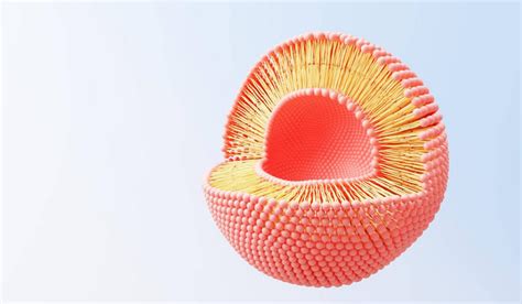 渲染细胞膜磷脂双分子层层分子基因表达式核 包图企业站