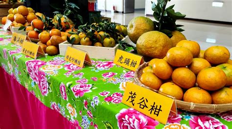 苗縣獅潭鄉「橘莓戀」20日起登場 體驗採果及手作酸柑茶樂趣
