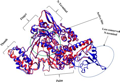 Aligned Model Structures Of Sars Cov 2 Red With Sars Cov Blue Rdrp Download Scientific