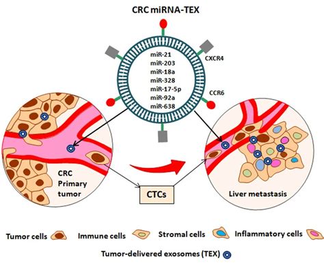 Crc Metastasis In The Liver Through Crc Circulating Tumor Cells Ctcs
