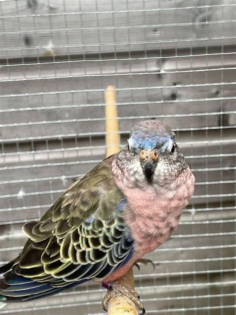 Can Someone Tell Me What Sex These Birds Are Rparrots