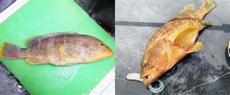 アオハタの刺身はまずい？釣った魚の値段と食べ方は？寄生虫はいる？